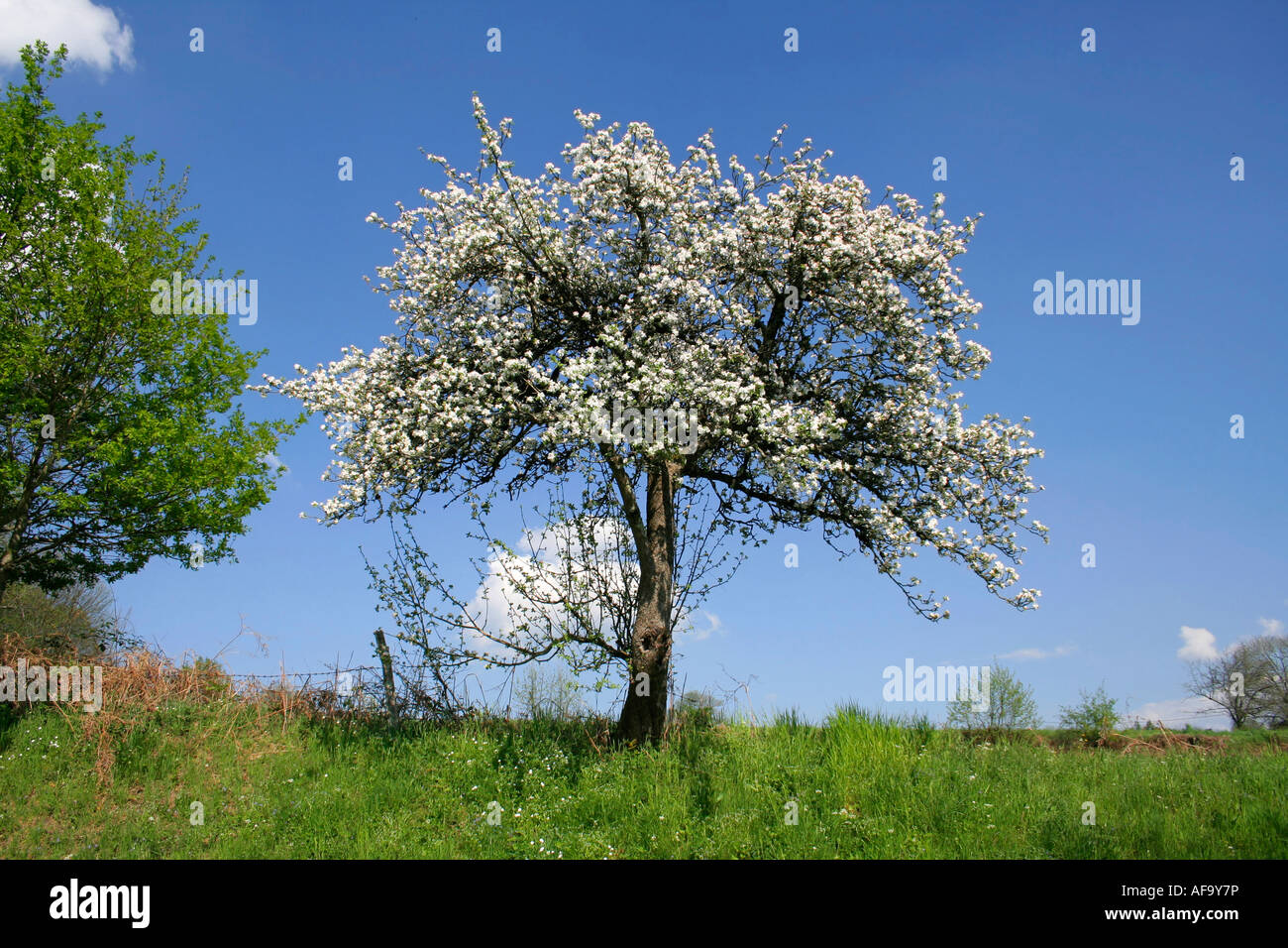 blossomed tree in spring Stock Photo - Alamy