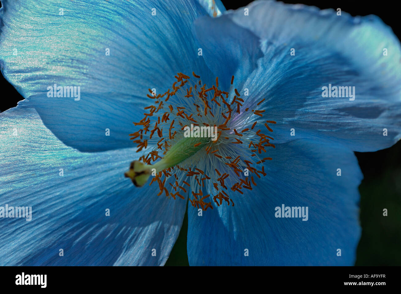 Meconopsis himalayan blue poppy hi-res stock photography and images - Alamy