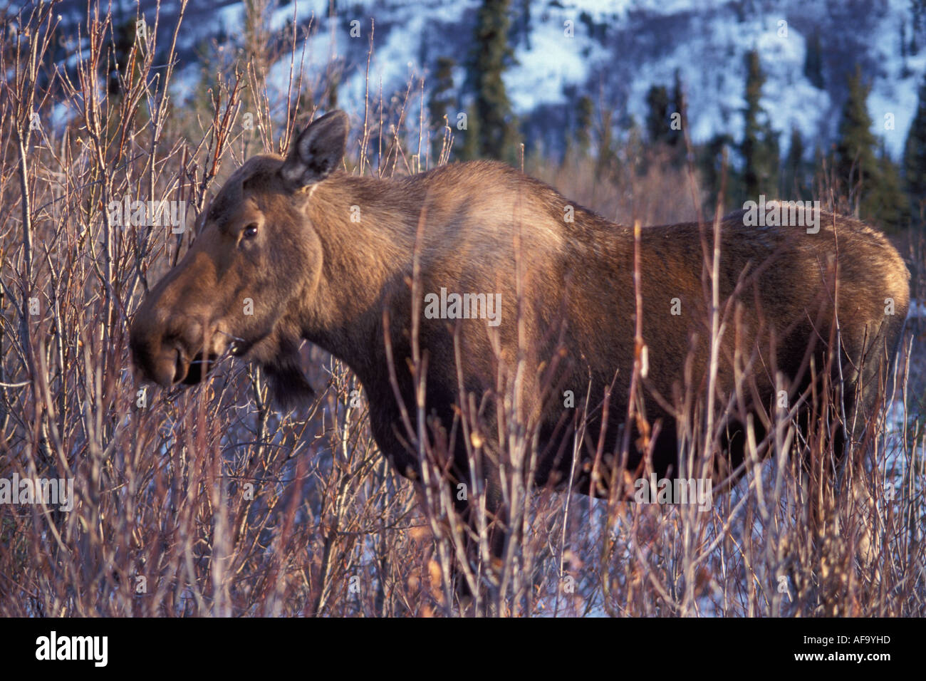 Moose charging hi-res stock photography and images - Alamy