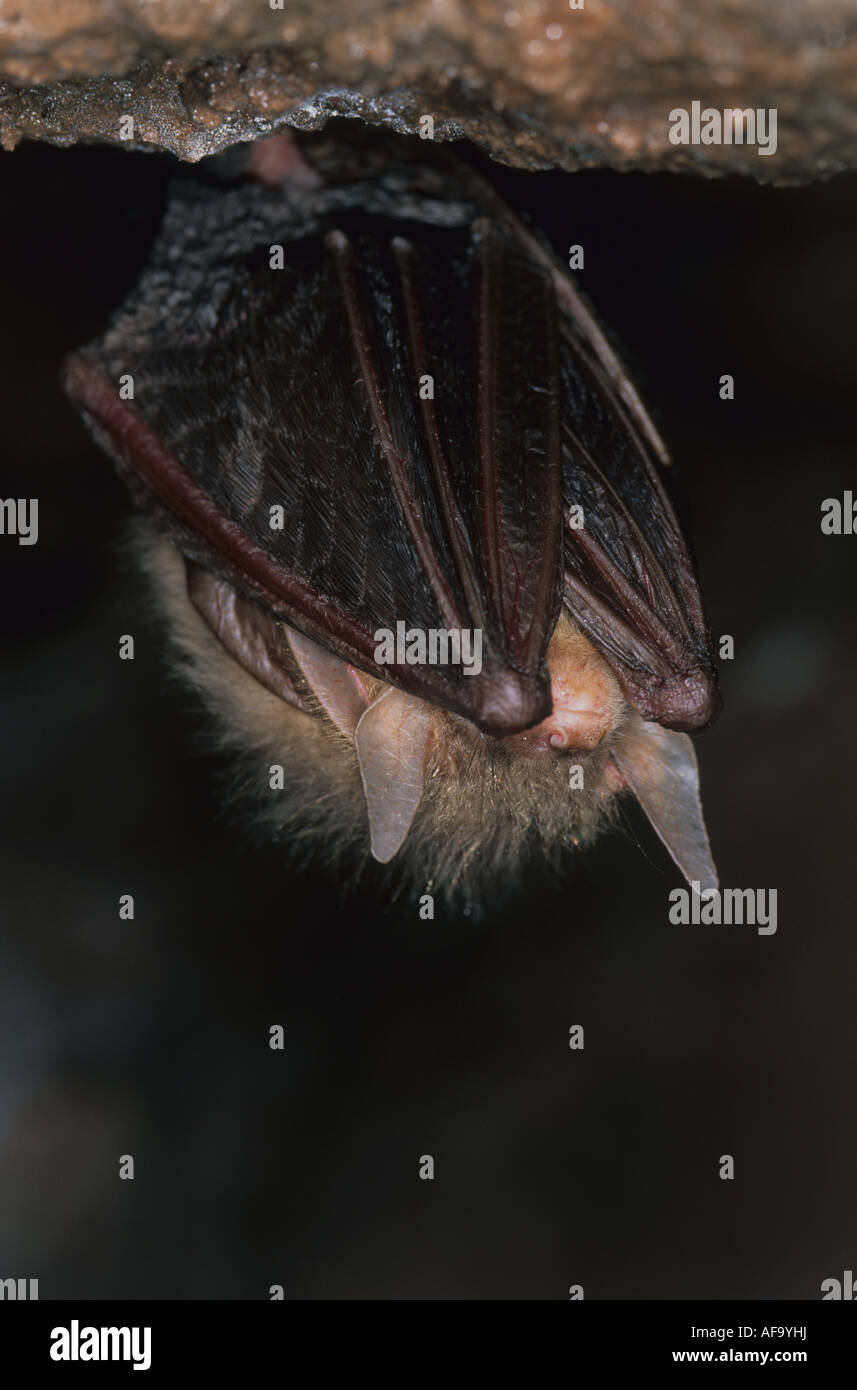Long eared bat wings hi-res stock photography and images - Alamy