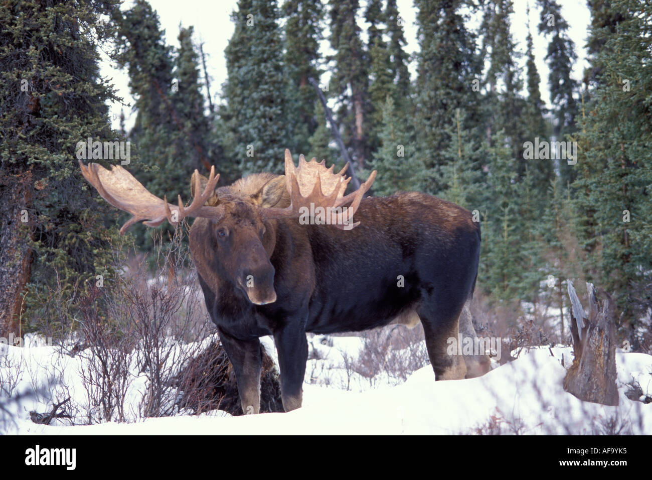 Moose charging hi-res stock photography and images - Alamy