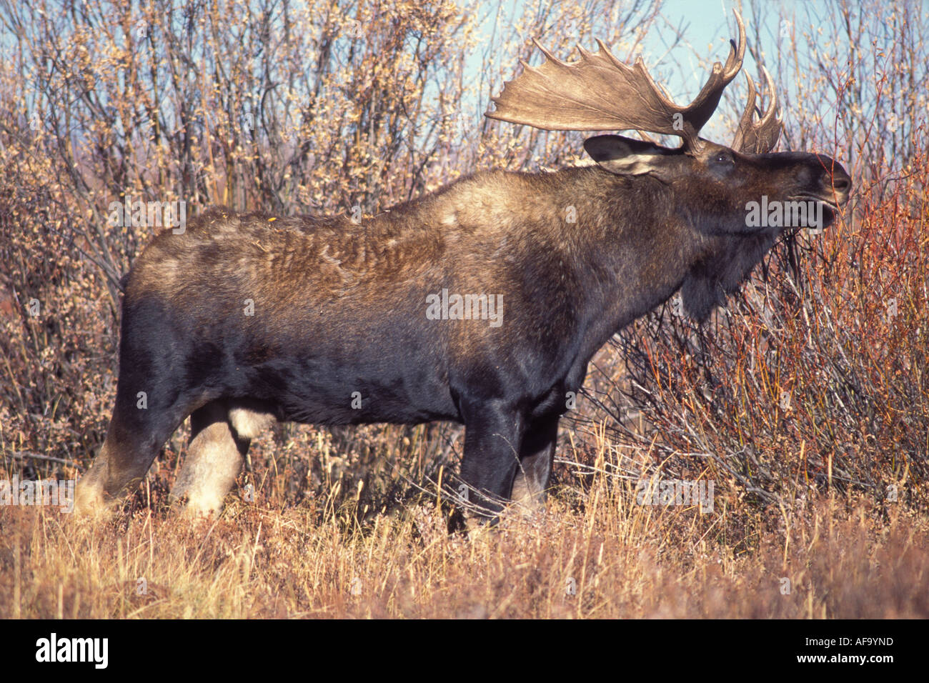 moose Alces alces bull feeding Teton Range Teton National Park Wyoming ...