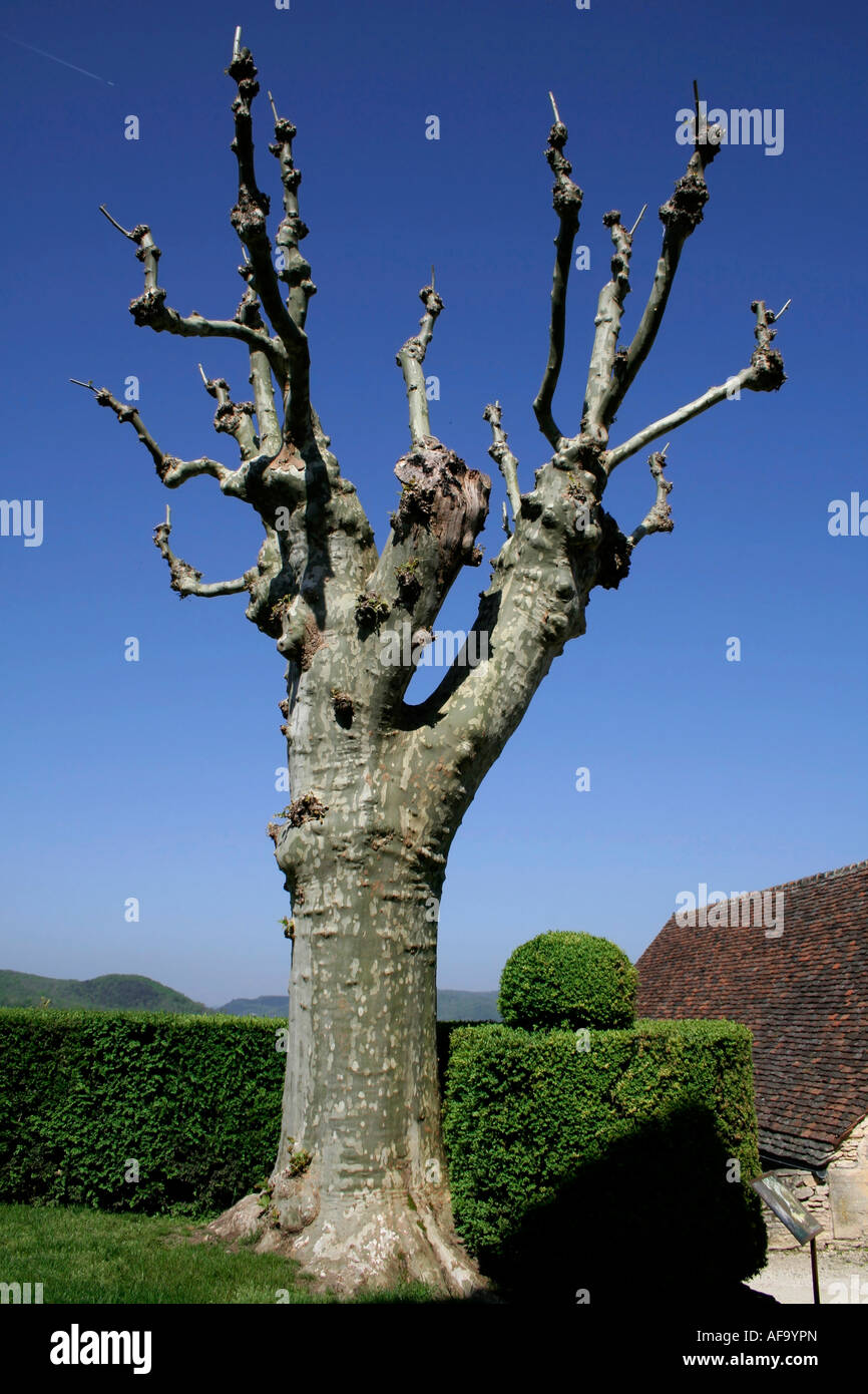 Plane in sky tree hi-res stock photography and images - Alamy