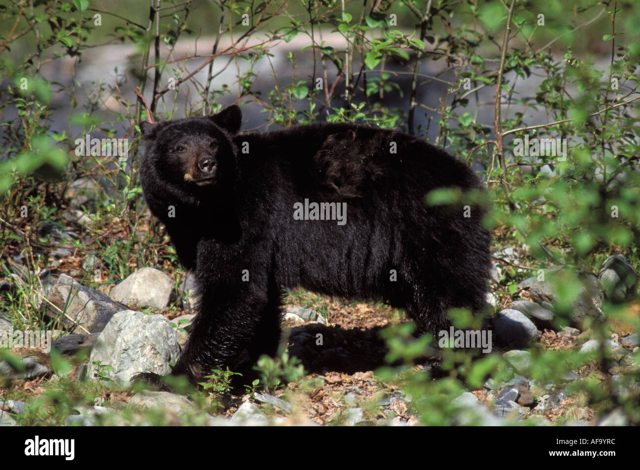 Olympic bears hi-res stock photography and images - Alamy