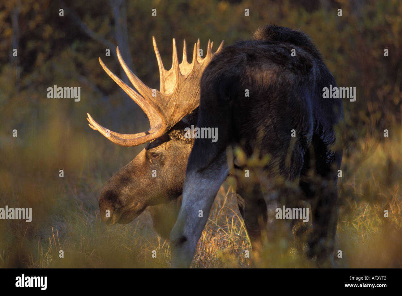 moose Alces alces bull in Teton National Park Teton Range Wyoming Stock ...