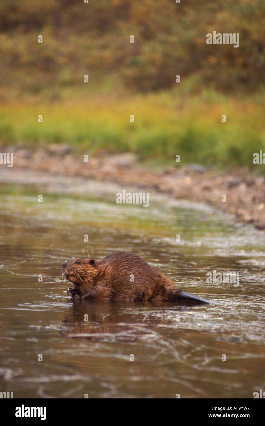 North america beaver sitting hi-res stock photography and images - Alamy