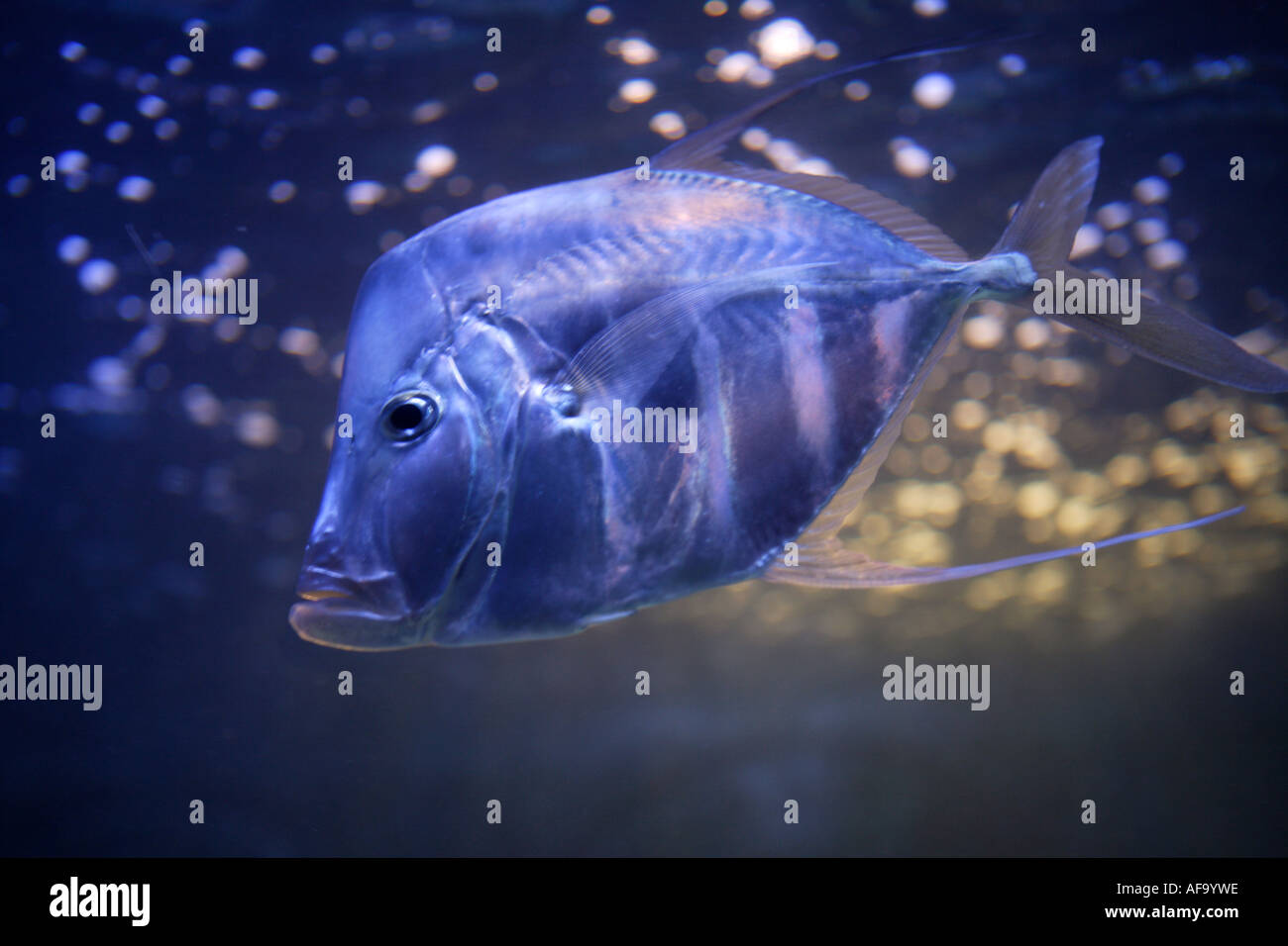 Fish in the Atlantis Hotel aquarium area know as The Dig, Paradise ...