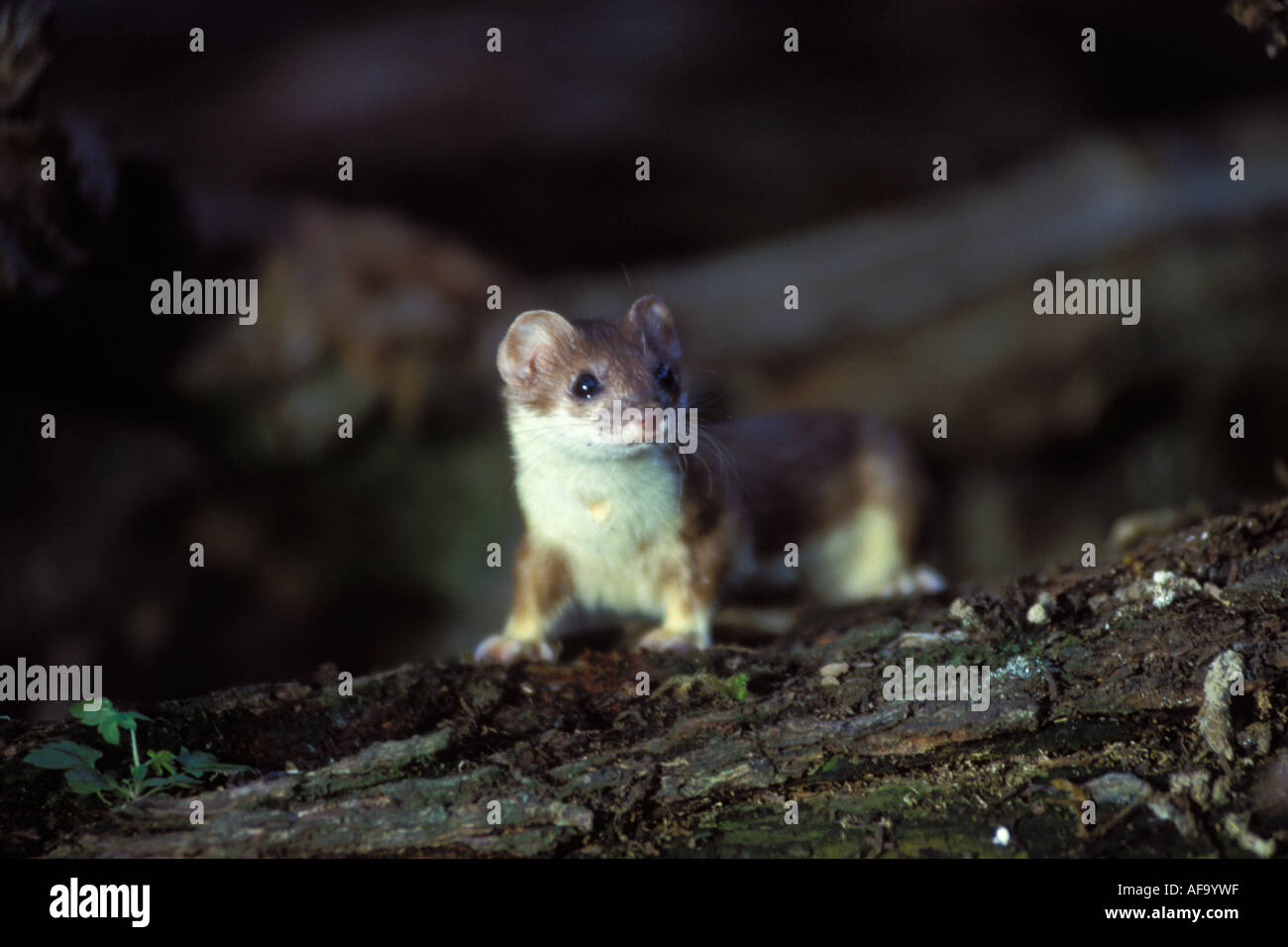 short tailed weasel Mustela ermina peaks out from under a log Takshanuk ...