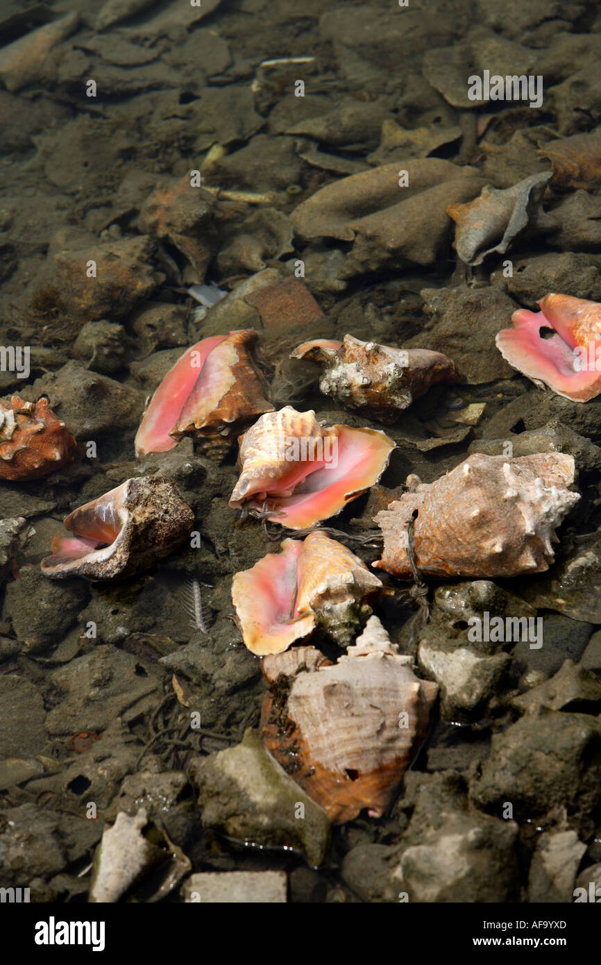 Discarded conch shells at Arawak Cay, Nassau, New Providence, Bahamas ...