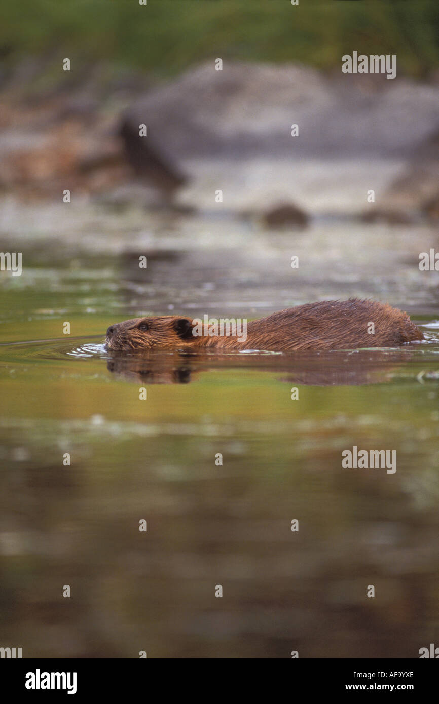North america beaver sitting hi-res stock photography and images - Alamy