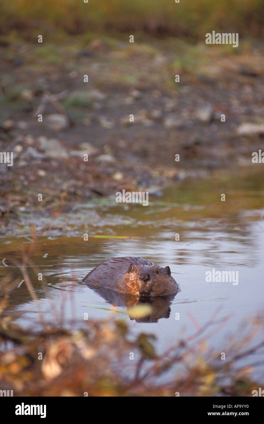 North america beaver sitting hi-res stock photography and images - Alamy
