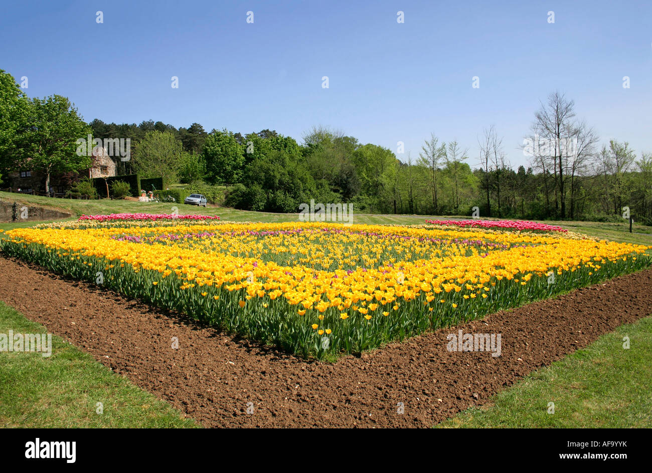 Tulips in the square hi-res stock photography and images - Alamy