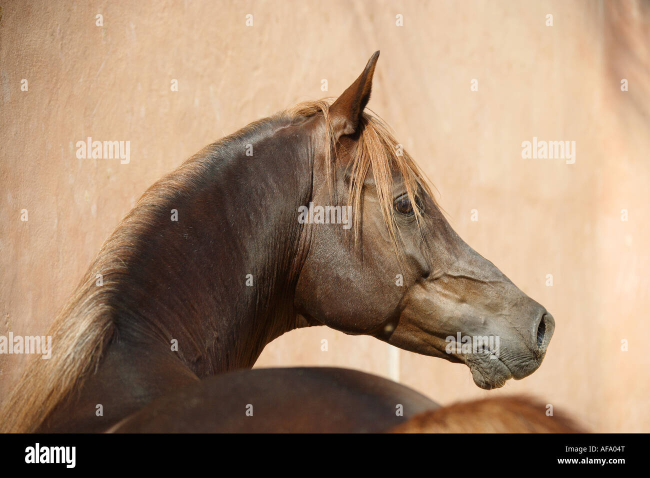 Asil Arabian High Resolution Stock Photography and Images - Alamy