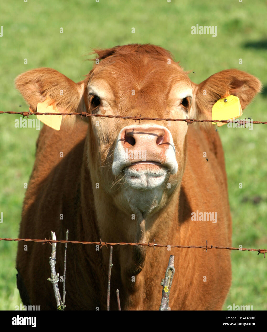 brown cow behind rusty barbed wire fence Stock Photo - Alamy