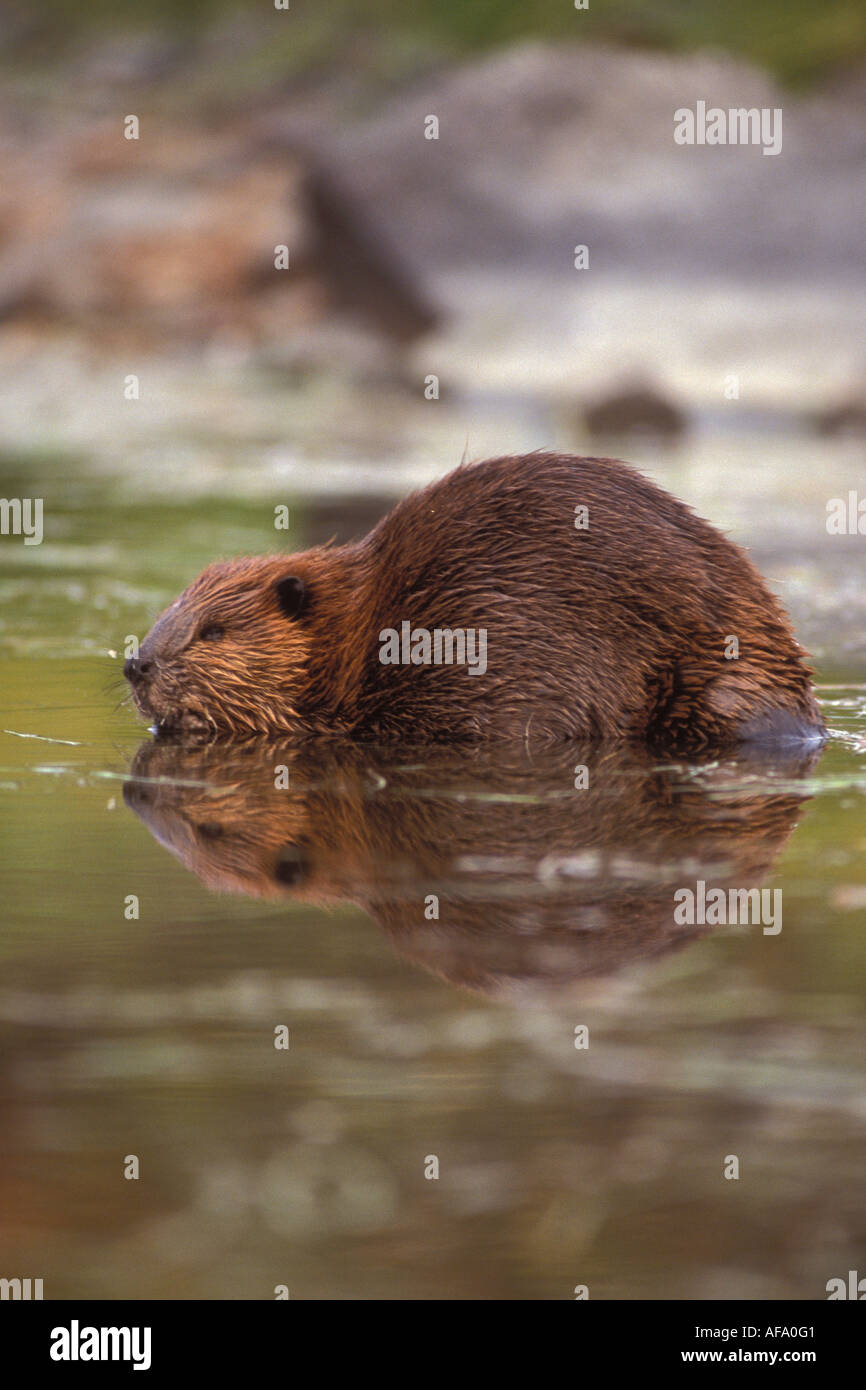 North america beaver sitting hi-res stock photography and images - Alamy