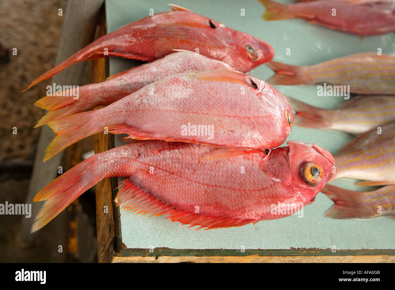 Red Snapper for sale at Potters Cay, Nassau, New Providence, Bahamas ...