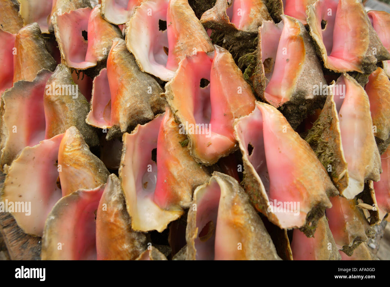 Cracked and live conch shells at Potters Cay, Nassau, New Providence ...