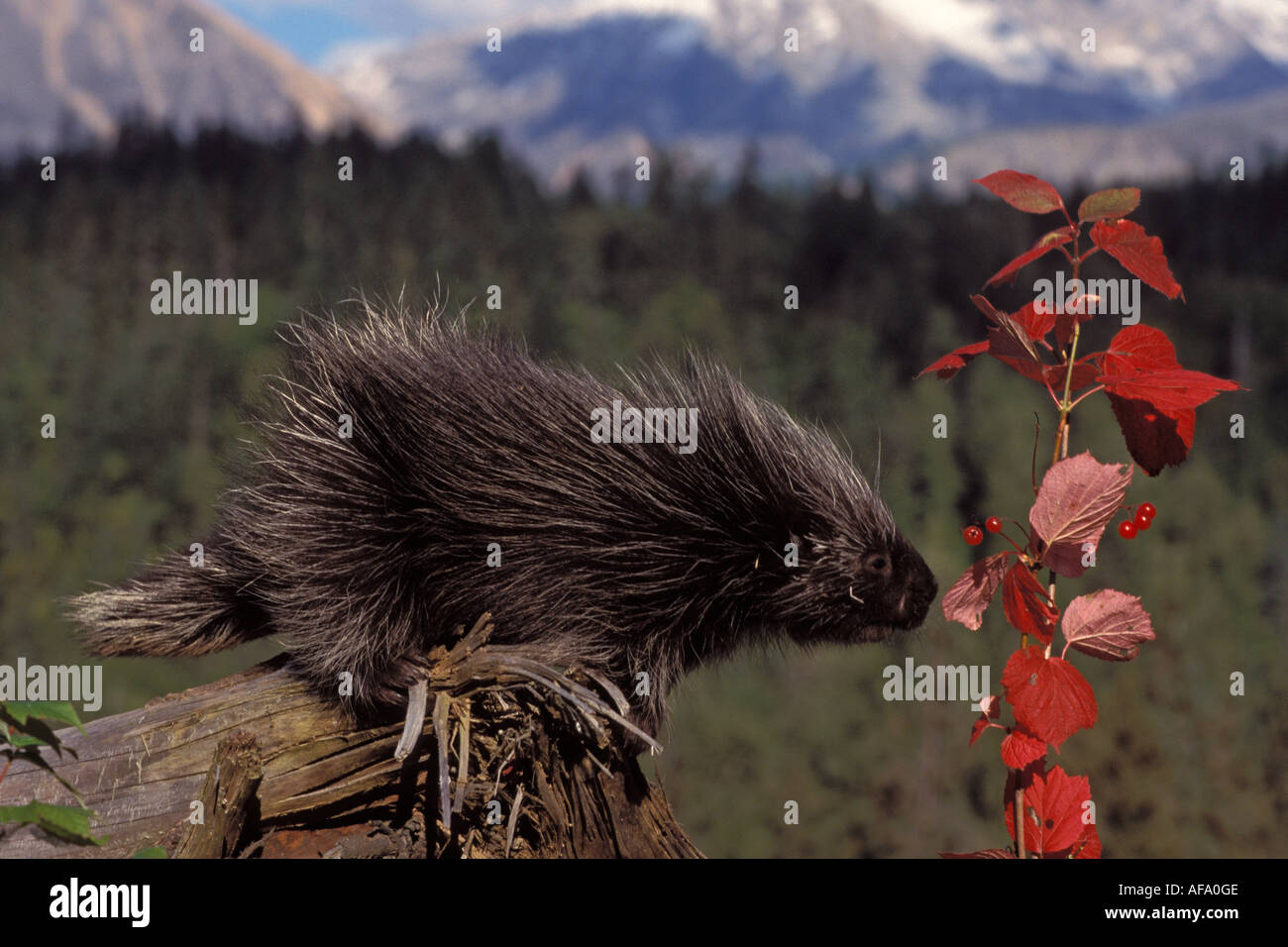 common porcupine Erethizon dorsatum feeding on high brush cranberry ...