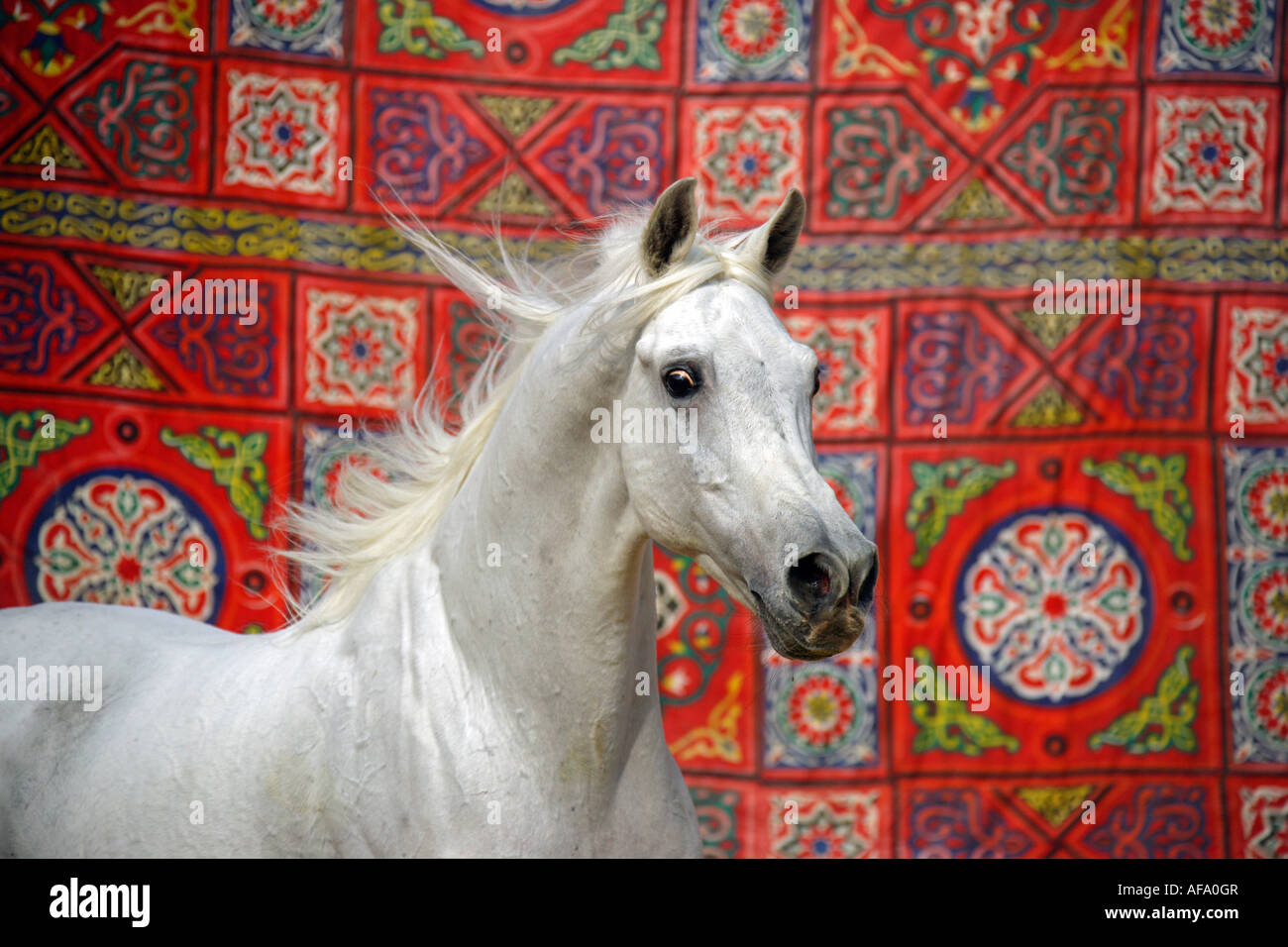 Asil-Arabian horse - portrait Stock Photo - Alamy