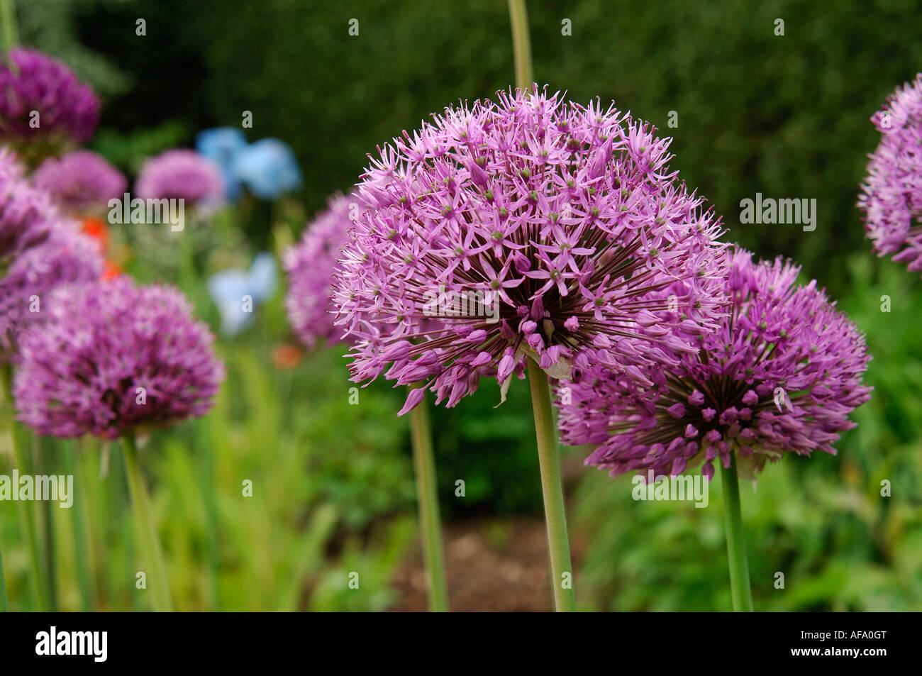 Deep purple alium flowers Stock Photo - Alamy
