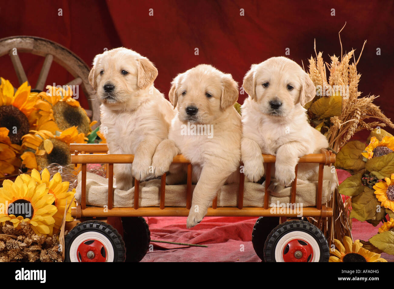 three Golden Retriever puppies in handcart Stock Photo - Alamy