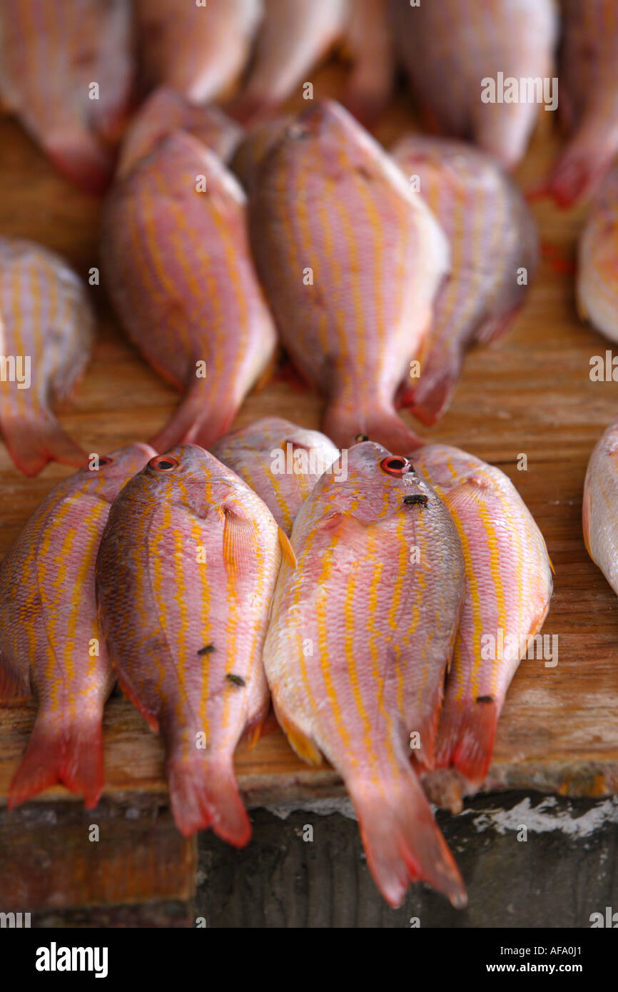 Red Snapper for sale at Potters Cay, Nassau, New Providence, Bahamas ...