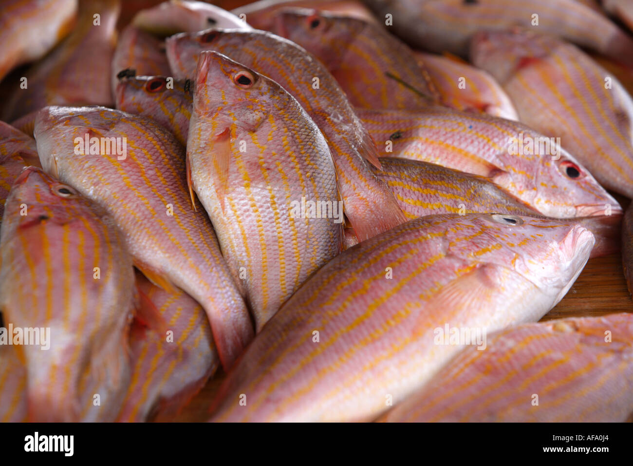 Red Snapper for sale at Potters Cay, Nassau, New Providence, Bahamas ...