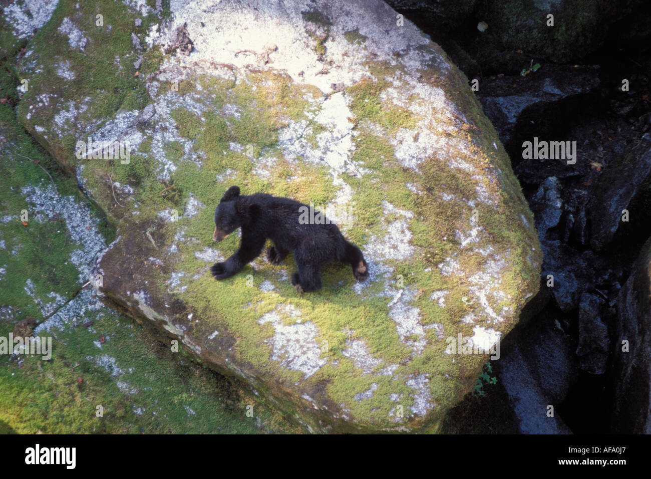 black bear Ursus americanus cub on a boulder along Anan Creek Tongass ...