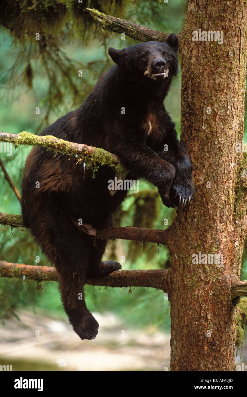 Black bear sow up a tree hi-res stock photography and images - Alamy