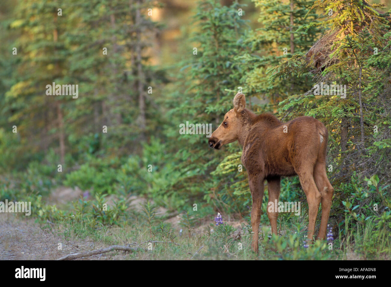 Full profile of a moose calf hi-res stock photography and images - Alamy