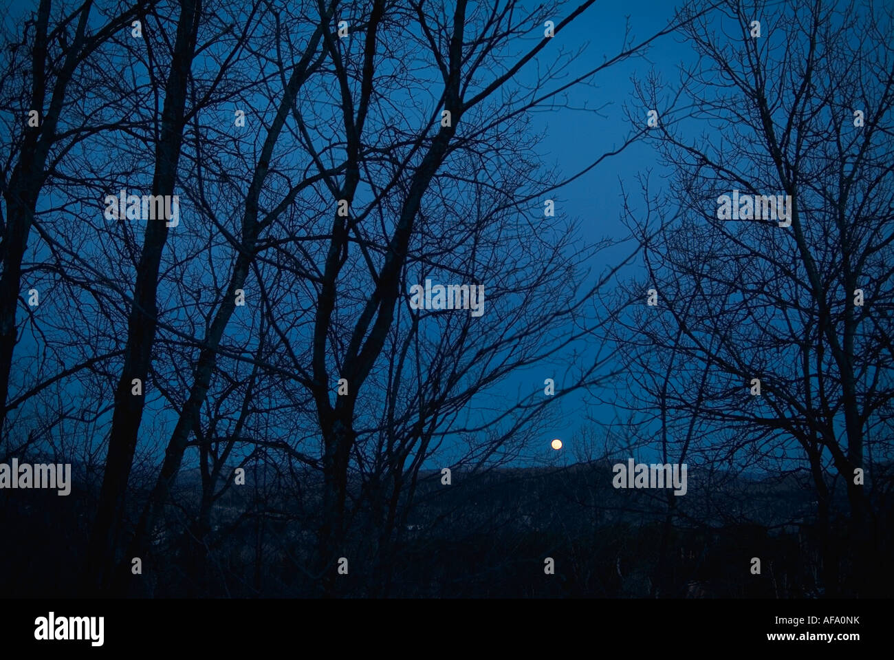 Full moon rising through trees hi-res stock photography and images - Alamy
