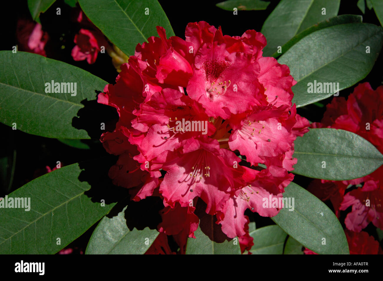 Close up of the flower head of a deep red rhododendron Stock Photo - Alamy