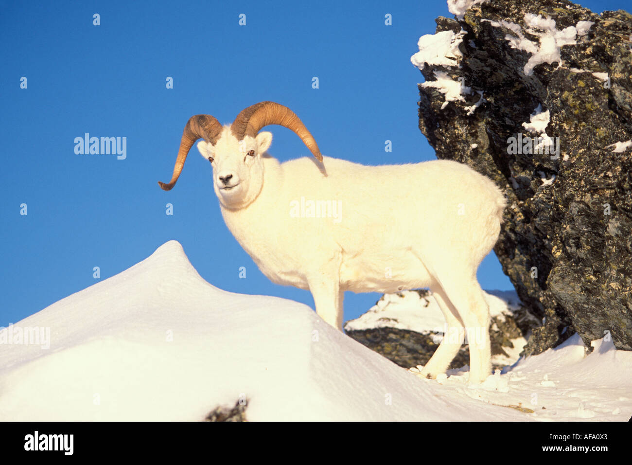 Full curl dall sheep ram snow hi-res stock photography and images - Alamy