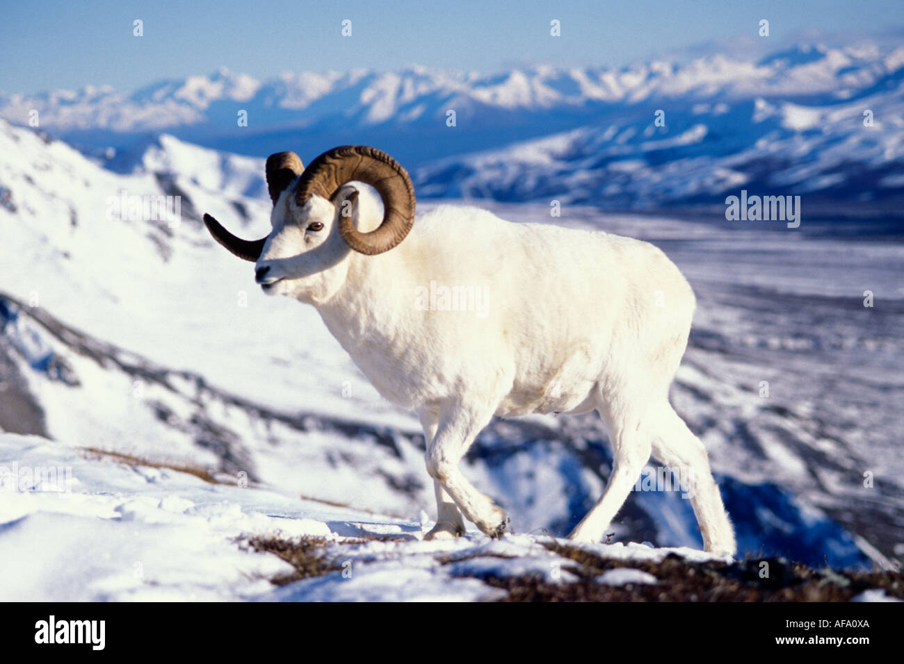 Full Curl Dall Sheep Ram Snow High Resolution Stock Photography and ...