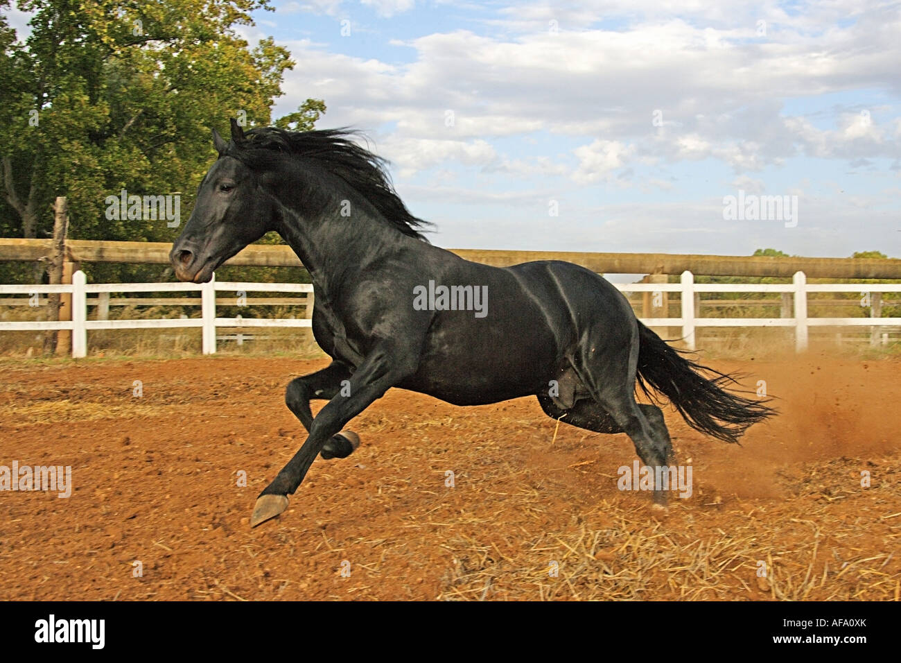 Black horse galloping hi-res stock photography and images - Alamy