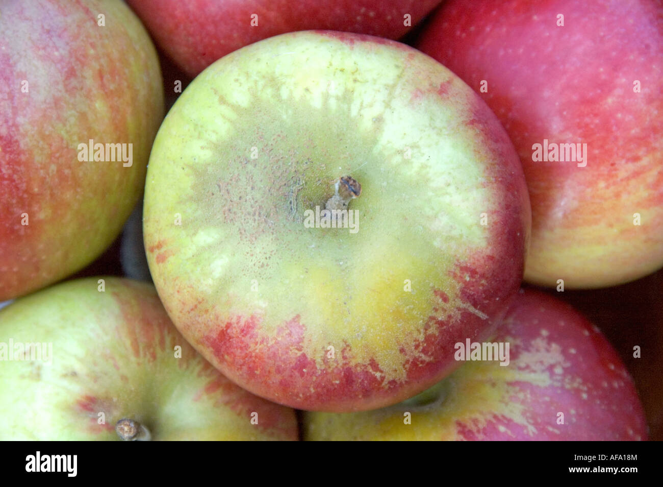Close up of Worcester Pearmain apple with stalk Stock Photo - Alamy