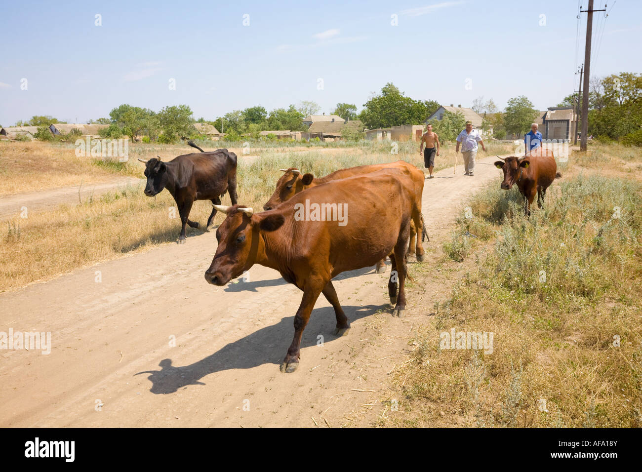 Ukrainian villagers herding cows on an earth road in Plotzk / Ukraine ...