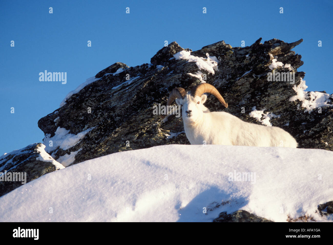 Full curl dall sheep ram snow hi-res stock photography and images - Alamy