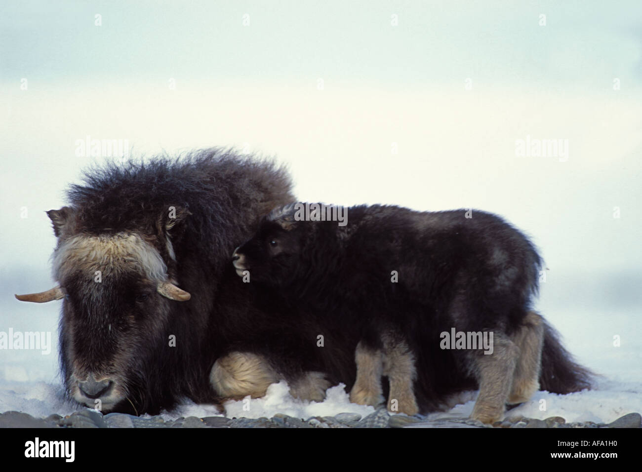 muskox Ovibos moschatus cow and newborn calf on the central Arctic ...