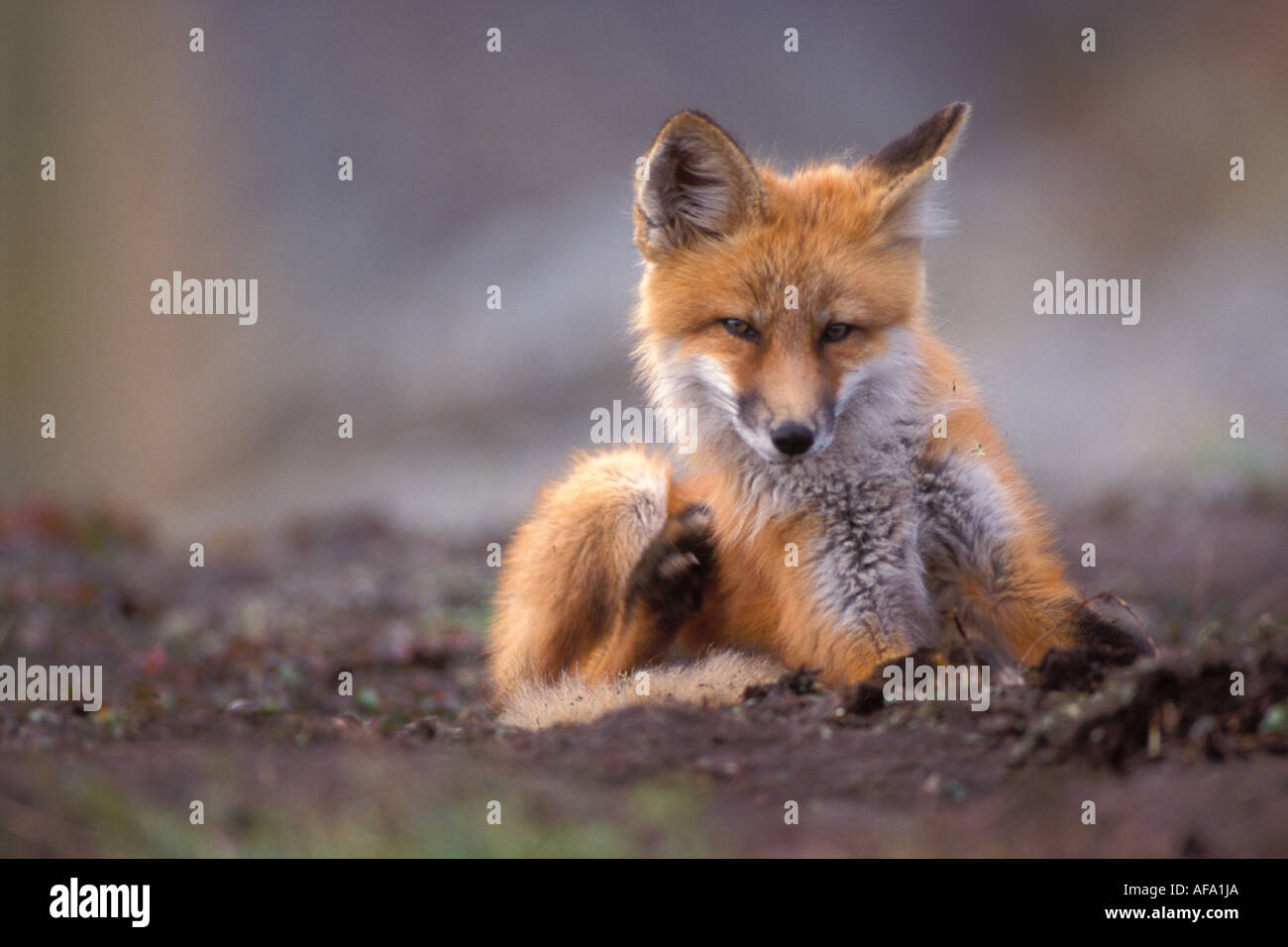 red fox Vulpes vulpes pup scratching itself 1002 coastal plain of the ...
