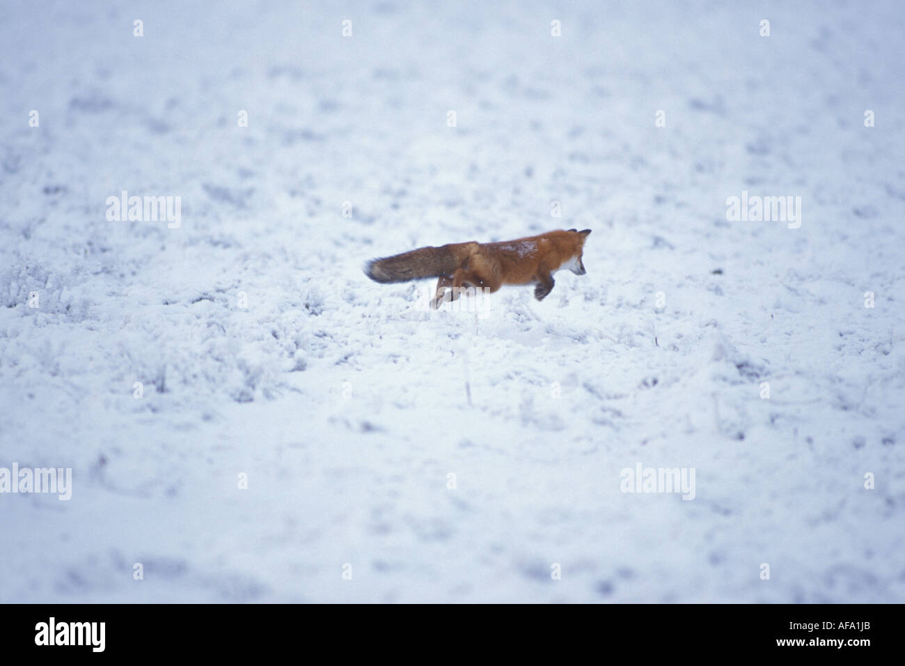 Red fox and snow and pouncing hi-res stock photography and images - Alamy