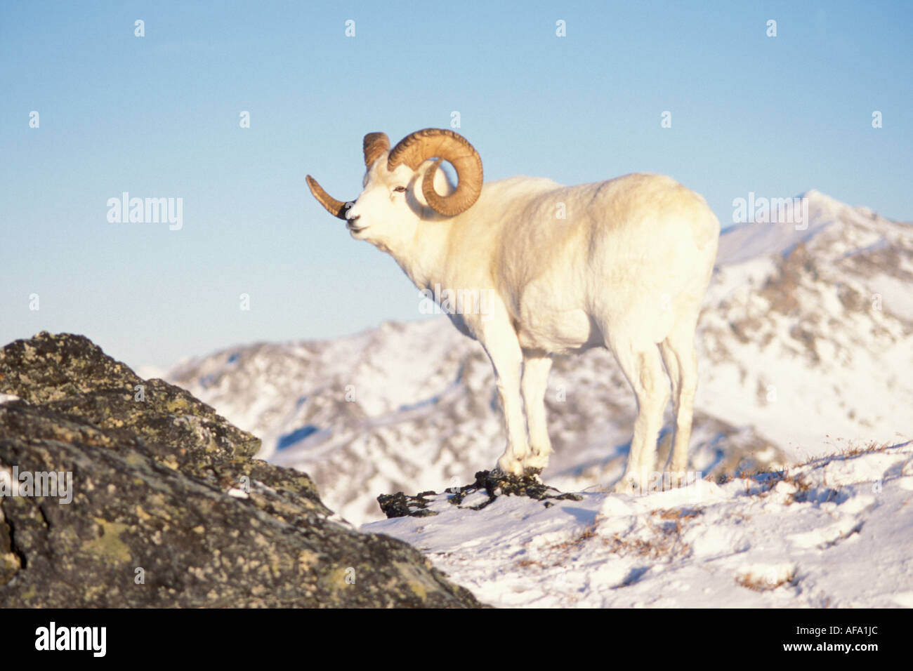 Full curl dall sheep ram snow hi-res stock photography and images - Alamy
