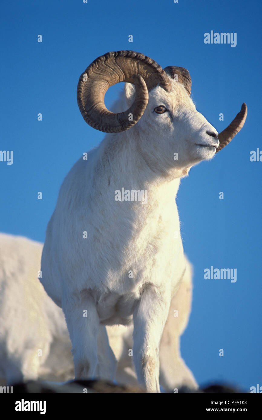 dall sheep Ovis dalli full curl ram on Mount Margaret Denali National ...