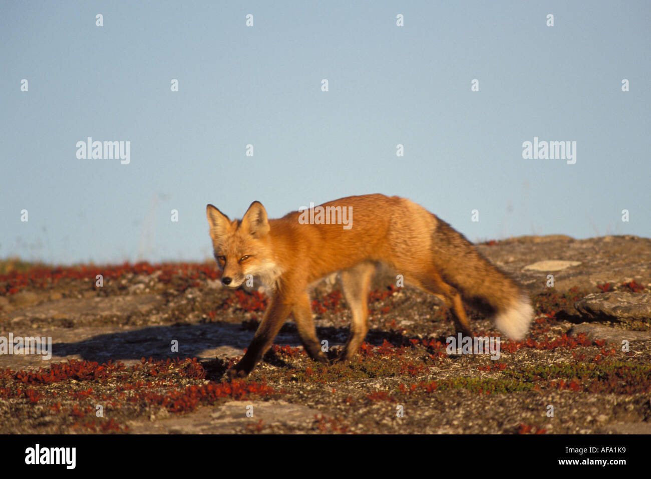 red fox Vulpes vulpes in fall colors along the central North Slope of ...