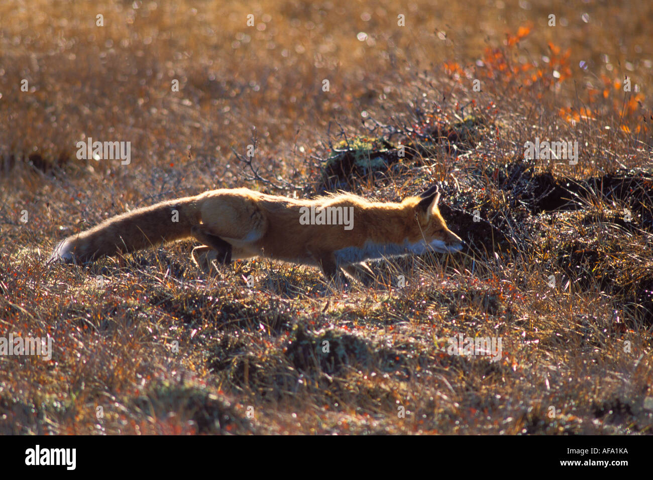 red fox Vulpes vulpes in fall colors 1002 coastal plain of the Arctic ...