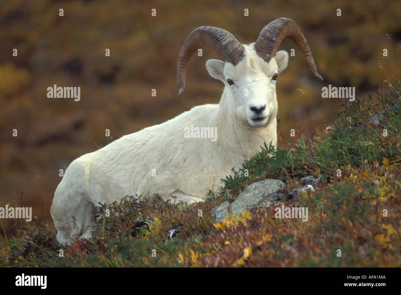 dall sheep Ovis dalli ram resting on Mount Margaret Denali National ...