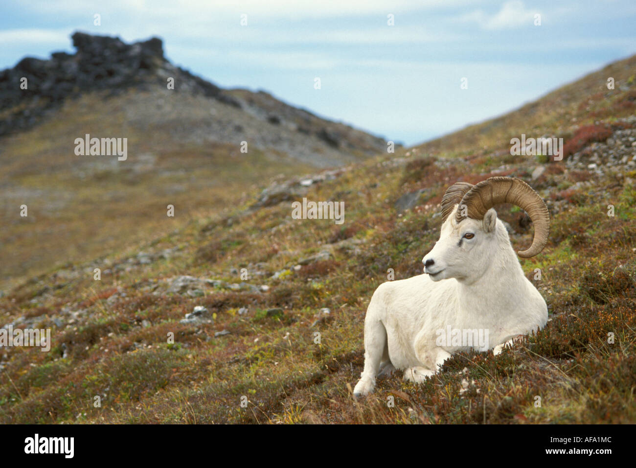 dall sheep Ovis dalli ram resting on Mount Margaret Denali National ...