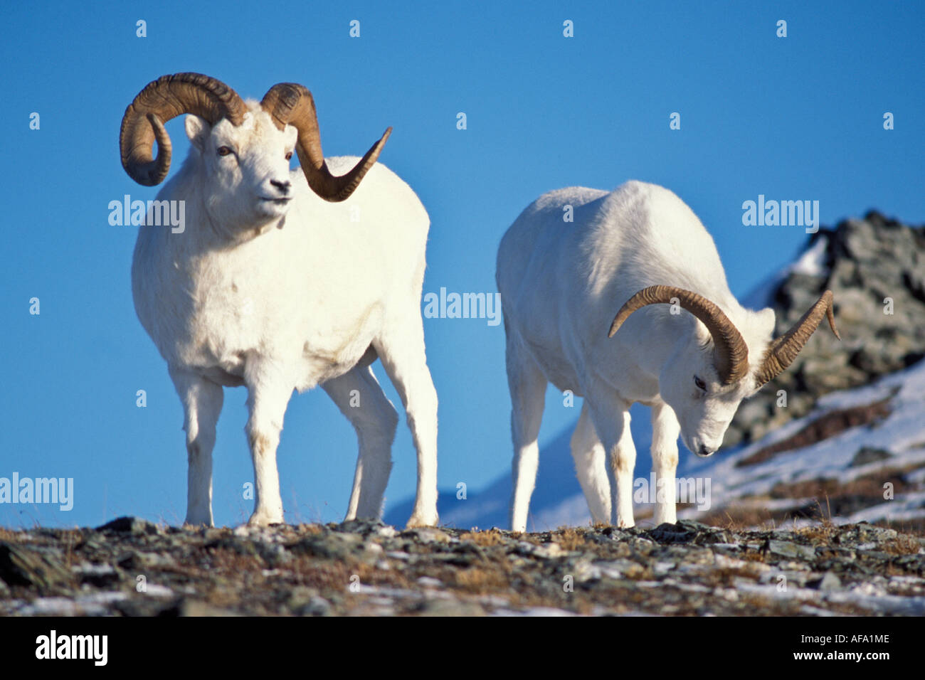 dall sheep Ovis dalli pair of rams on Mount Margaret Denali National ...