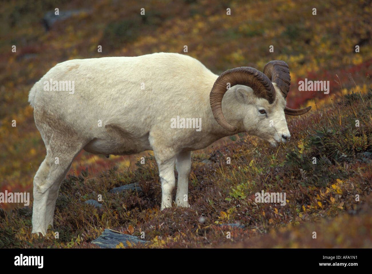 Dall Sheep Ram Feeding High Resolution Stock Photography and Images - Alamy