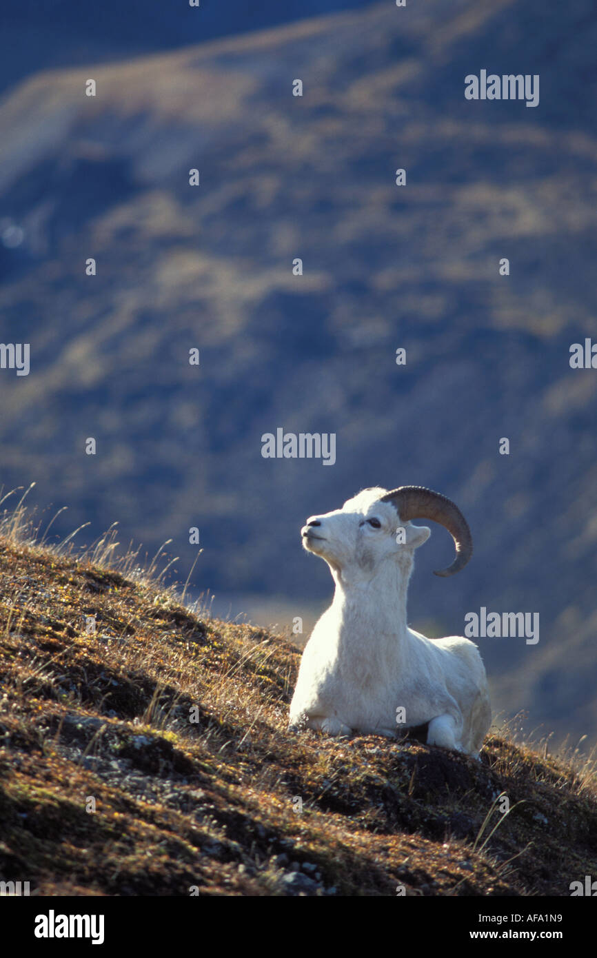 dall sheep Ovis dalli ewe on a steep slope North Slope of the Brooks ...